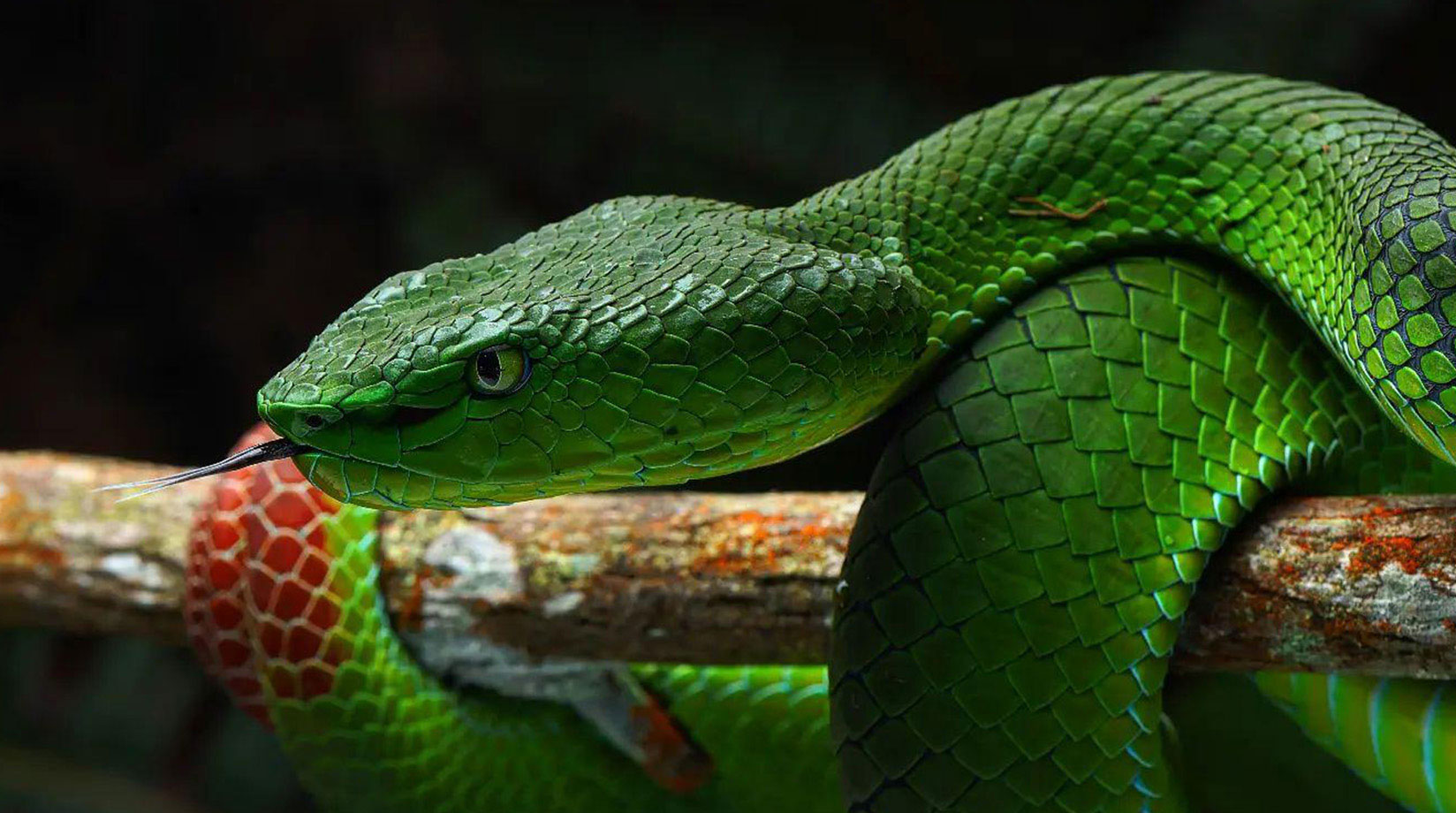Snake facts | Amphibians & Reptiles | BBC Earth